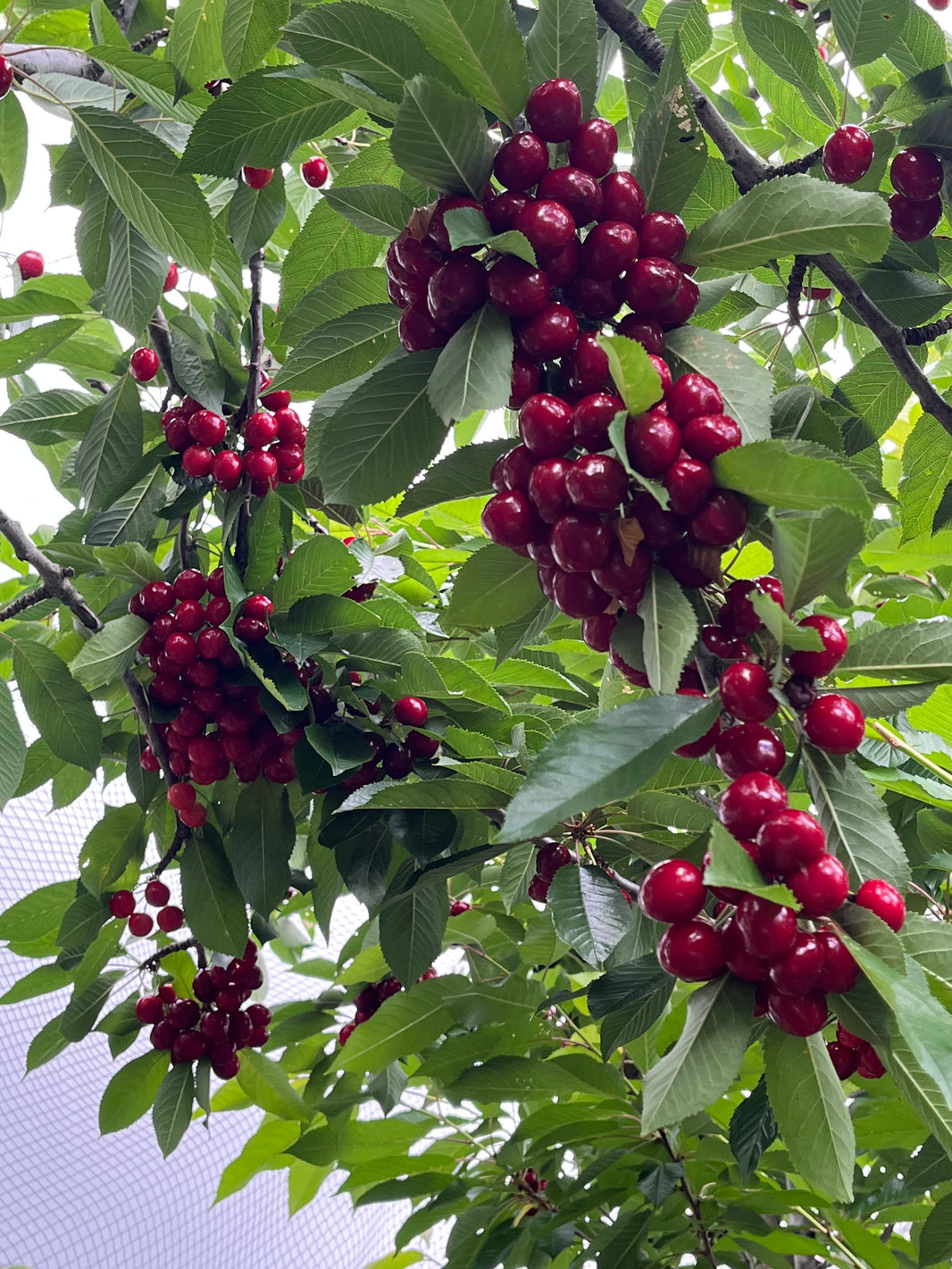 Products – Kersbrook Cherry Farm
